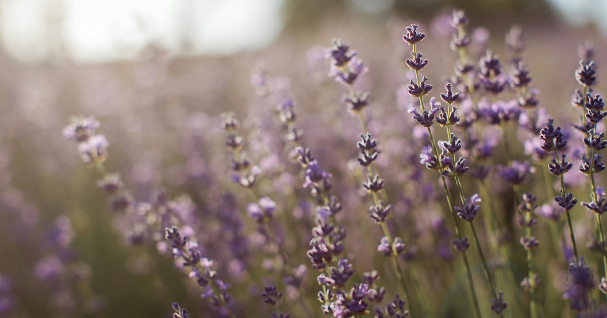 The Lavender Calm Toolkit — Free Guide | Moment Lavender